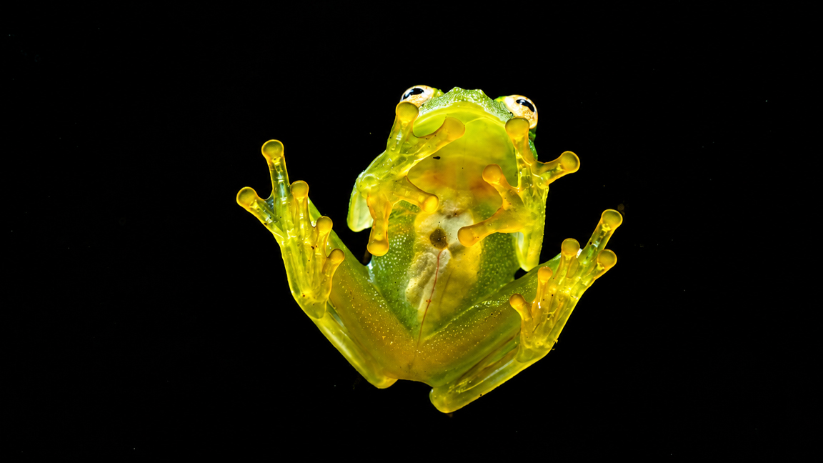 A rare look at nature's transparent amphibian