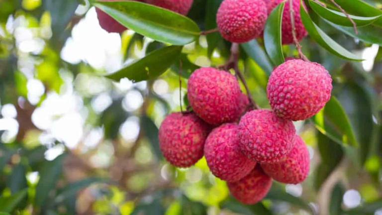Know your litchis: Famous Indian varieties to enjoy this summer