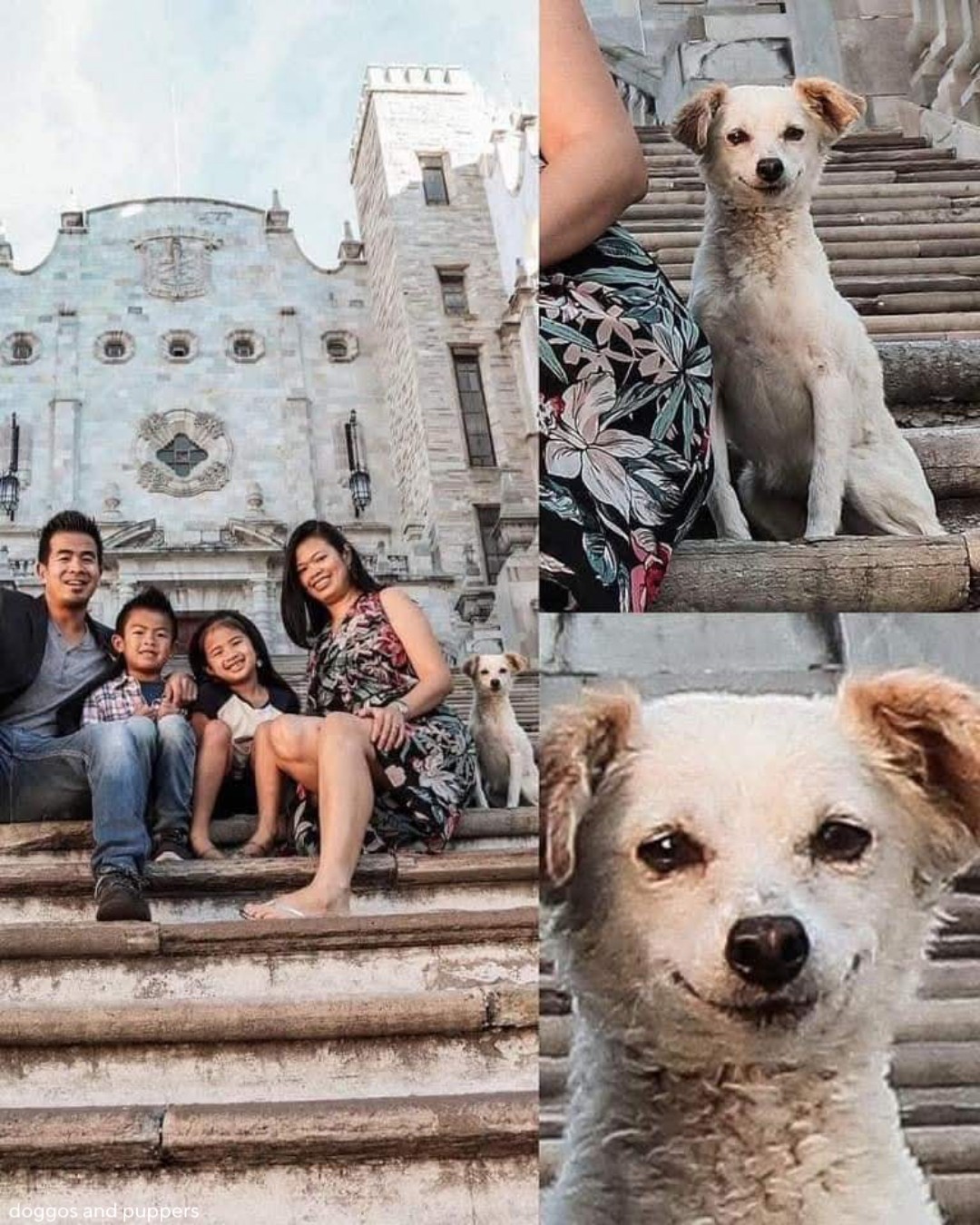 Cucciolo randagio dopo aver ricevuto cibo, entra nella foto di famiglia ...