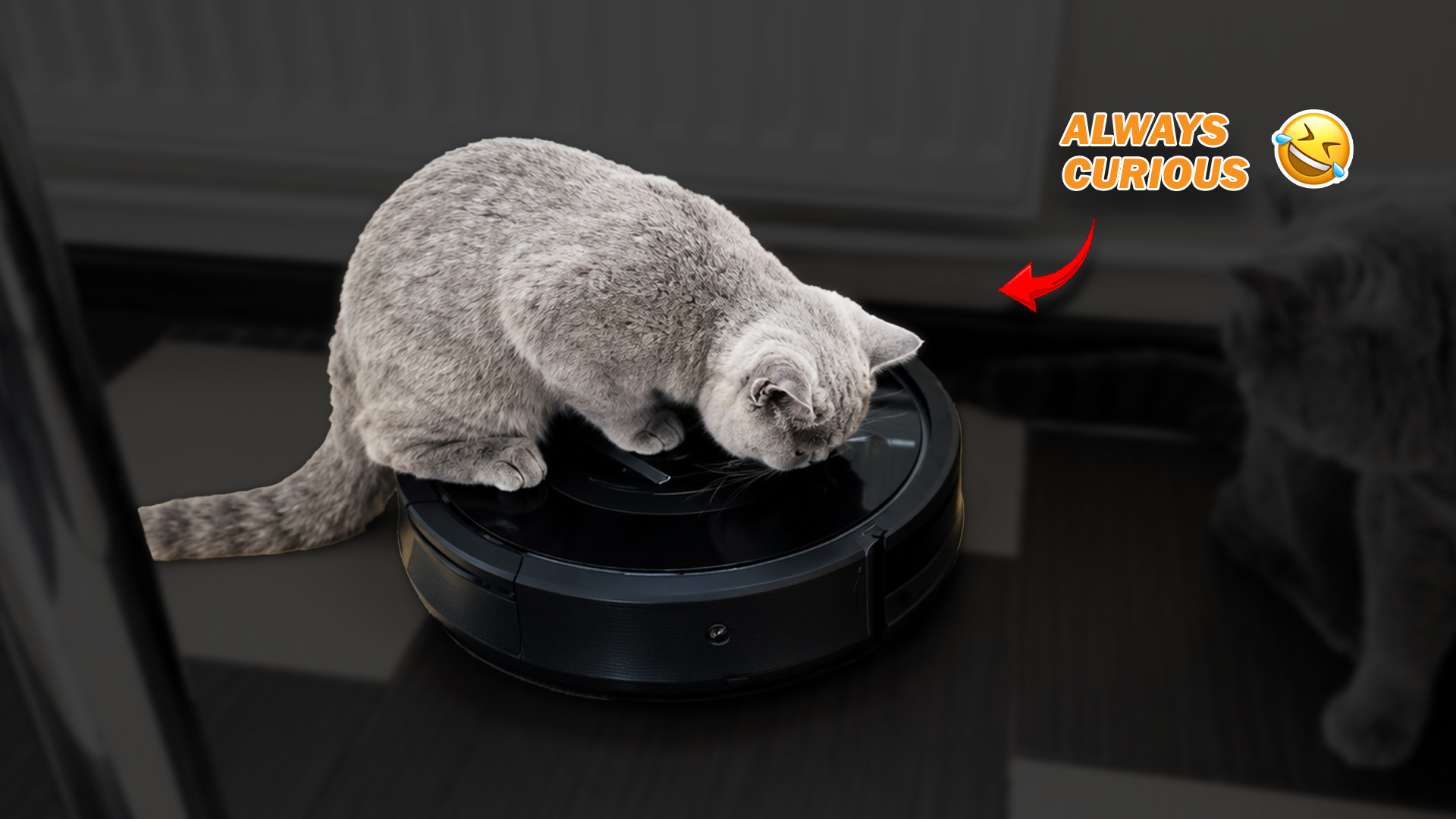 Grappige momenten van katten