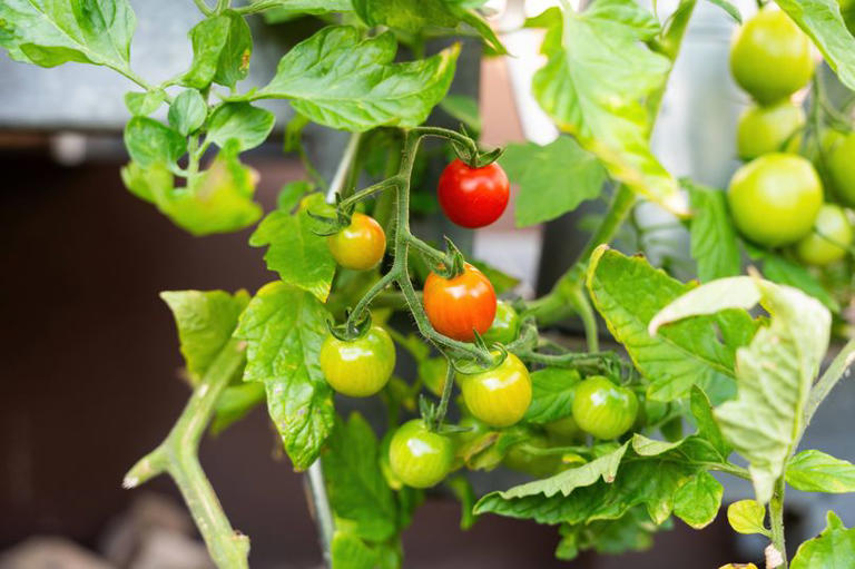 Tomato plants grow faster with bigger harvests with kitchen scrap trick