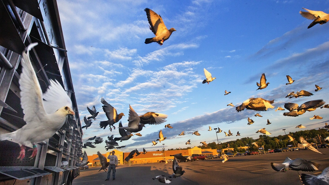 Study links pigeons’ navigation to iron-rich liver cells