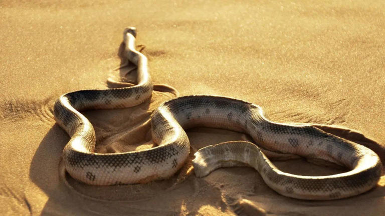 World’s 7 deadliest desert snakes you pray never cross paths with