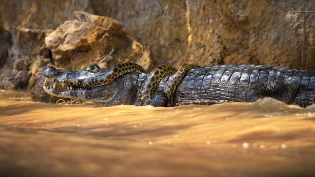 Video shows caiman heading back to the river with a giant anaconda ...