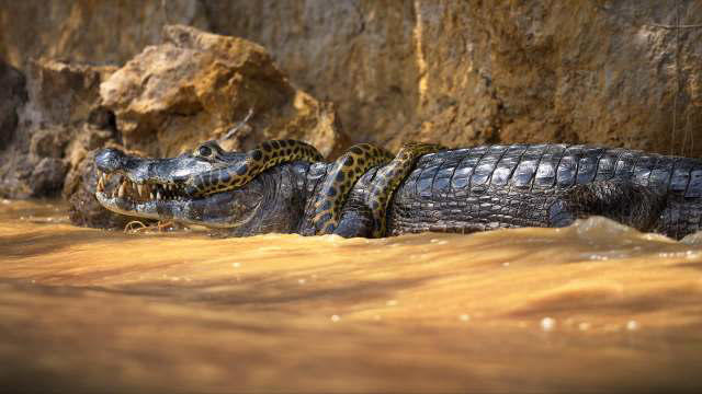 Video shows caiman heading back to the river with a giant anaconda ...