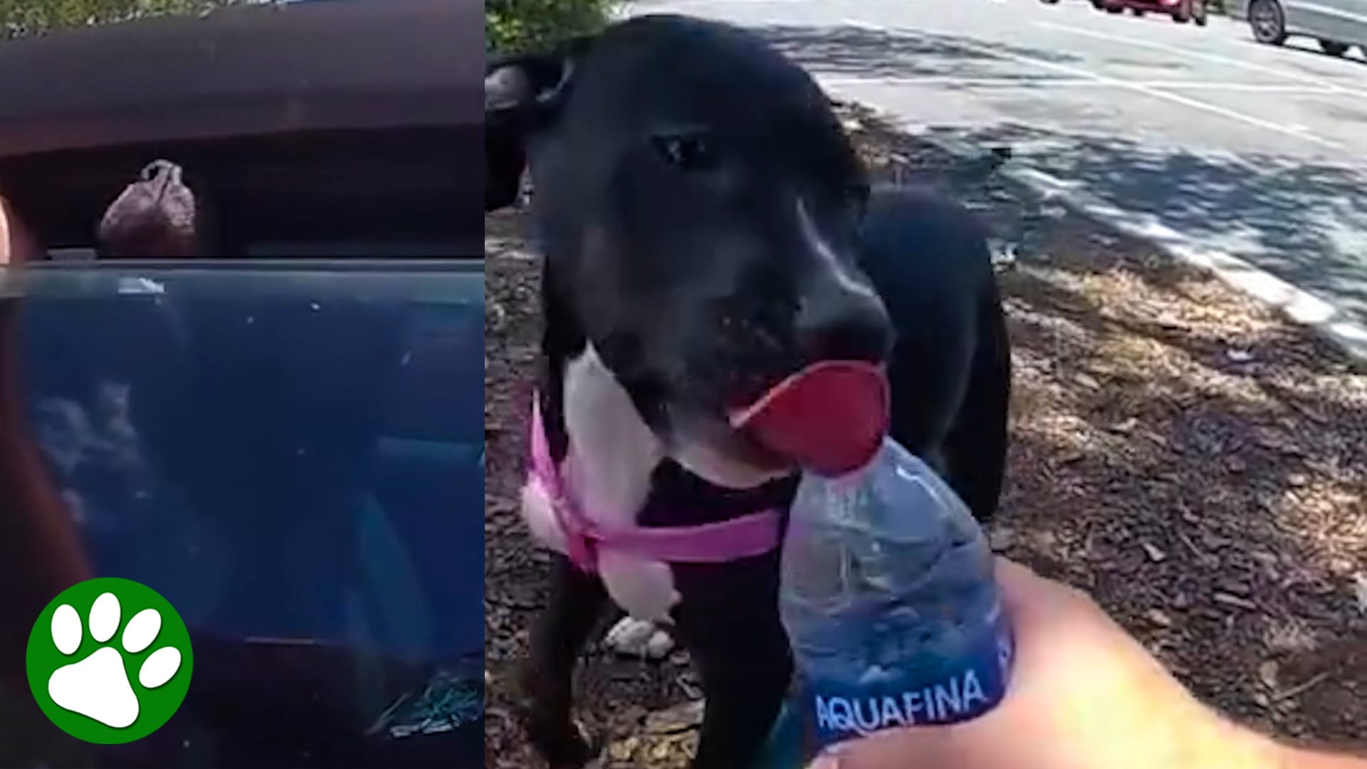 Florida police pull desperate dog from blazing hot vehicle