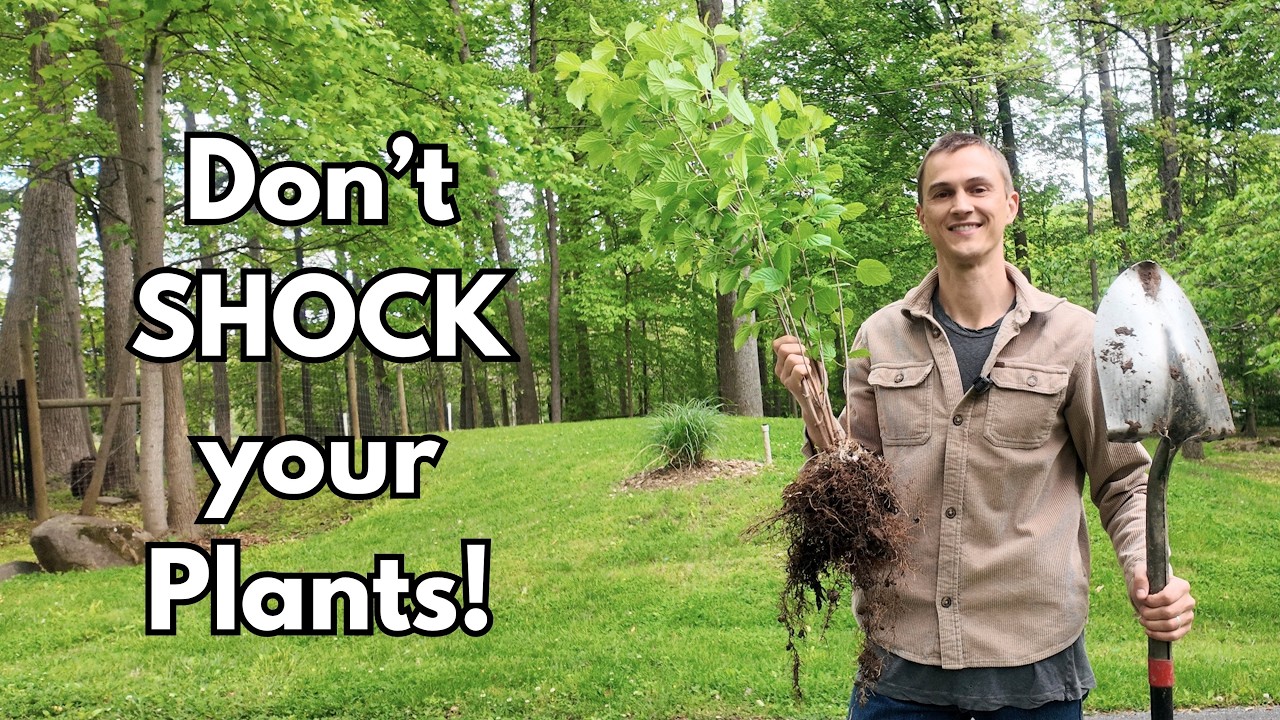 5 tips for moving plants in the garden - how to avoid transplant shock