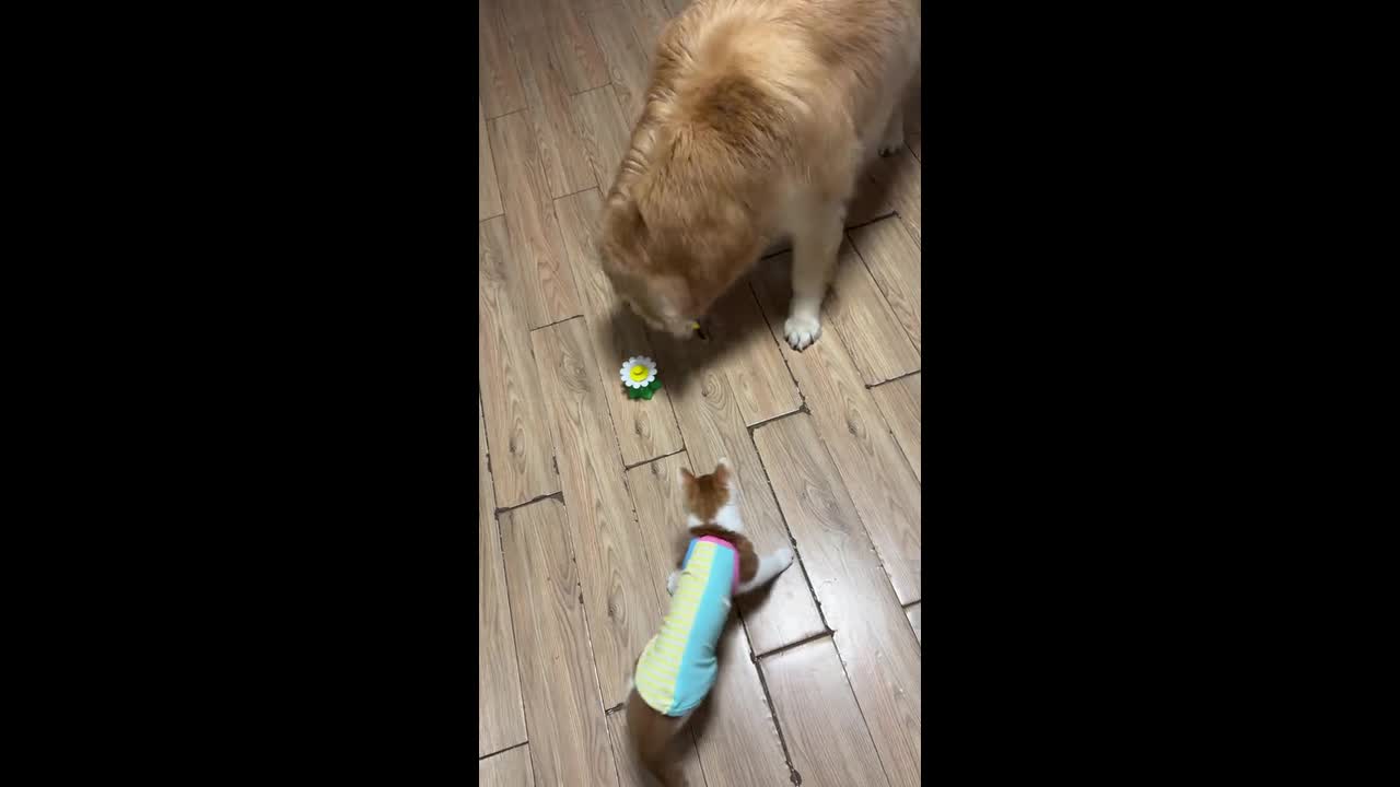 Dog and cat team up to investigate spinning pet toy in Jiangsu, China