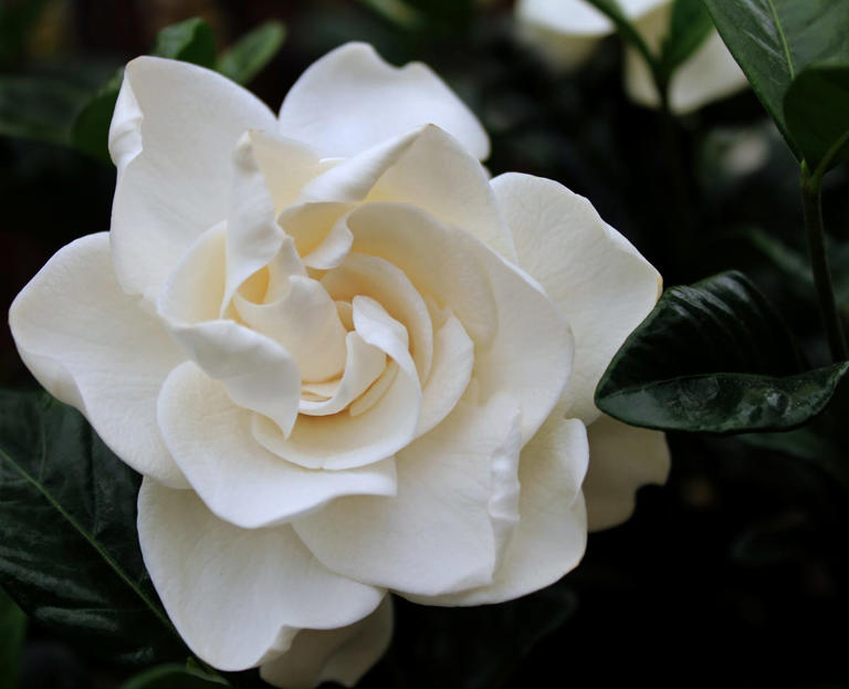 The best flowers to plant for a garden that smells incredible