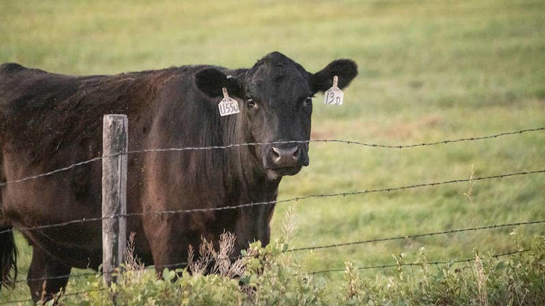 Trump cut screwworm monitoring program before parasite reached Texas