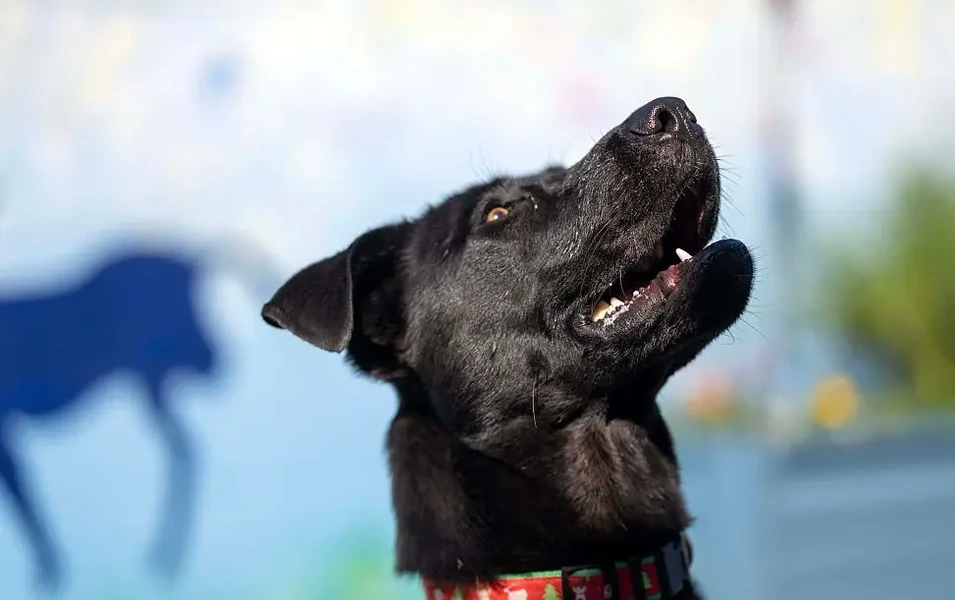Studies show dog temperament key to effective training