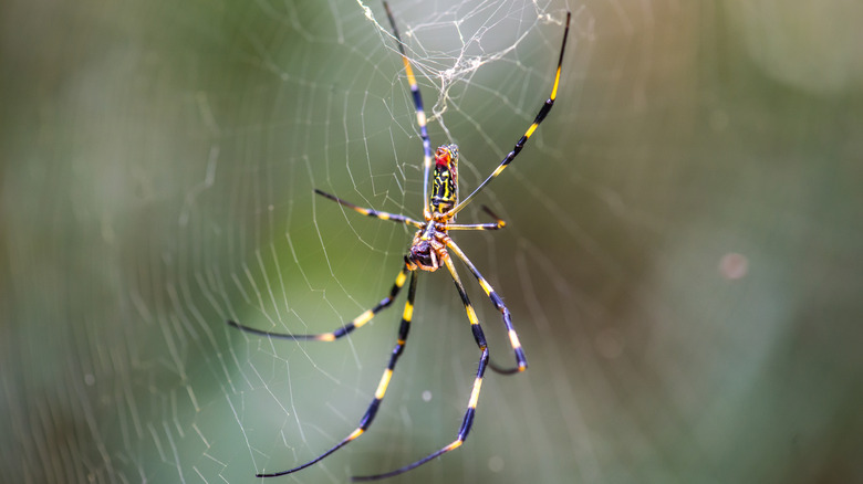 Beautiful plants that double as natural spider-repellents