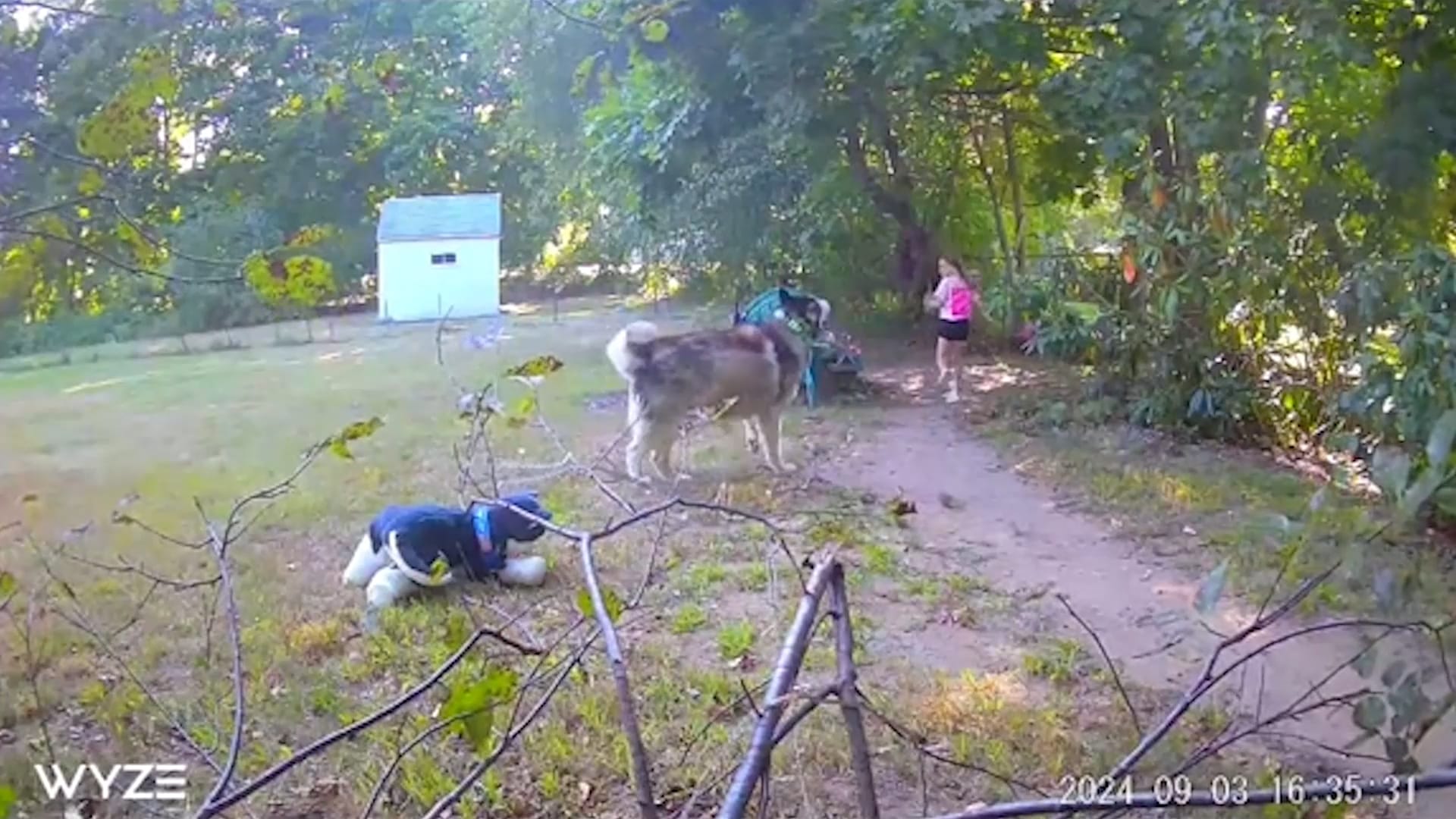 Little girl steals neighbour's husky and replaces him with a stuffed ...