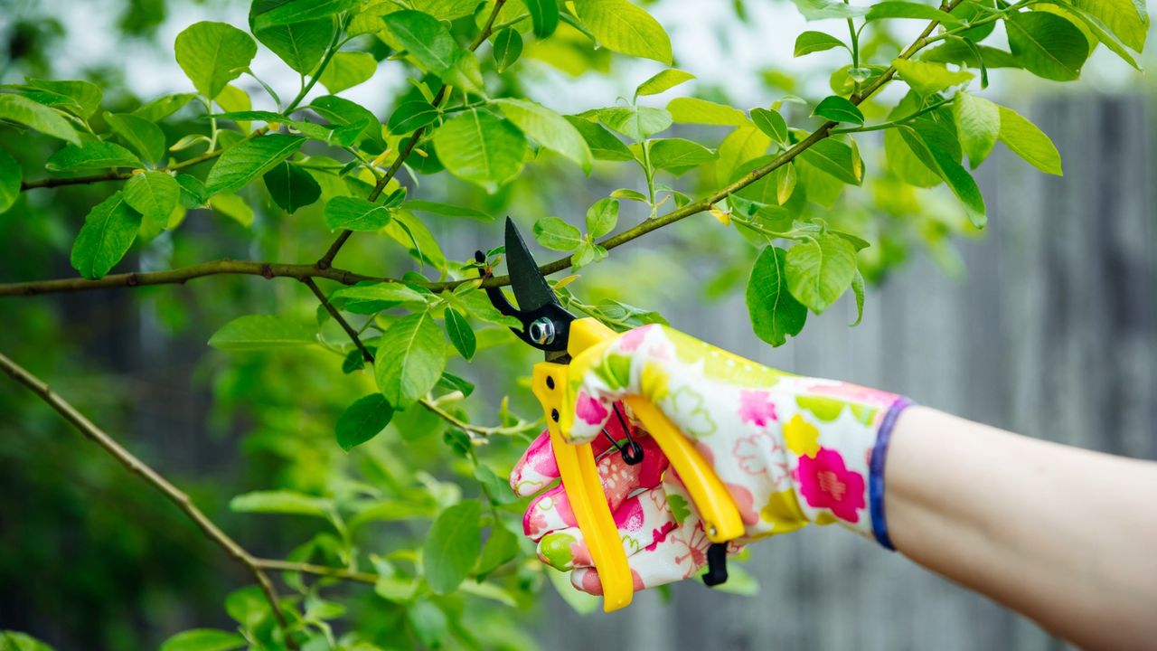 6 plants to prune in June for better blooms next year