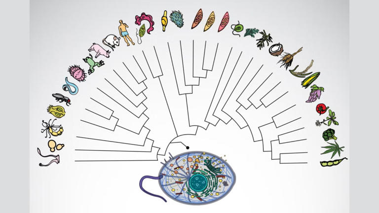 Ancient molecular map reveals hidden genetic roots of rare human diseases