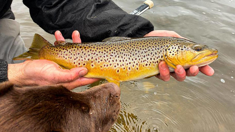 Fly fishing brown trout in the moonlight and other top stories from ...