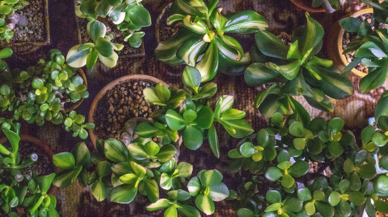 12 unique varieties of jade plant to spruce up your household plant ...