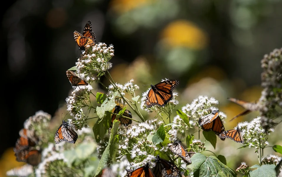 Monarch magic and the fight to save them