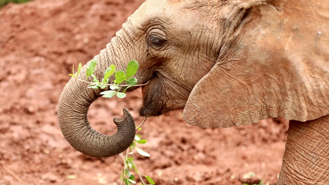 Animal rescues draw lessons from wild acts of compassion