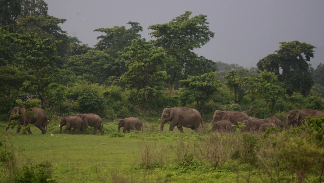 Wild elephants in Kerala learn to breach solar fencing