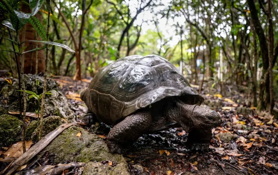 Mauritius’ secret island of living history