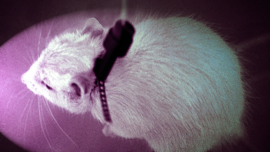 Mouse study finds epigenetic traits defy Mendel’s rules