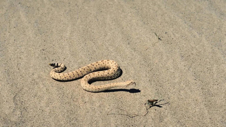 World’s 7 deadliest desert snakes you pray never cross paths with