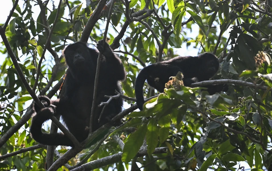 Howler monkeys and the secrets in their calls