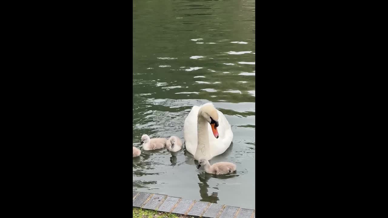 Baby swans rest on mother swan while swimming in London, England, UK