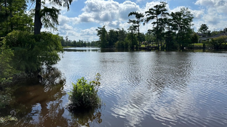 Louisiana's wildlife wonderland is a scenic state park with lagoons ...