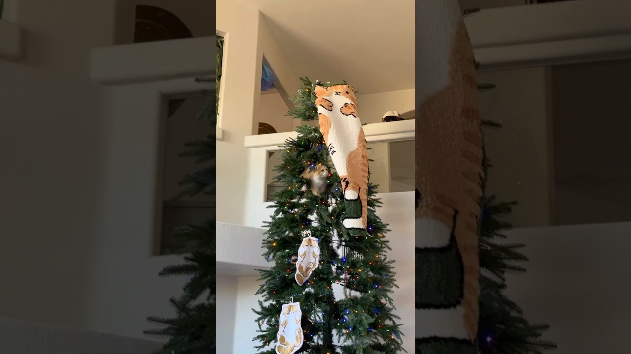 Cat who saved Christmas