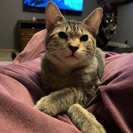 Adoptable pets looking for forever homes this week