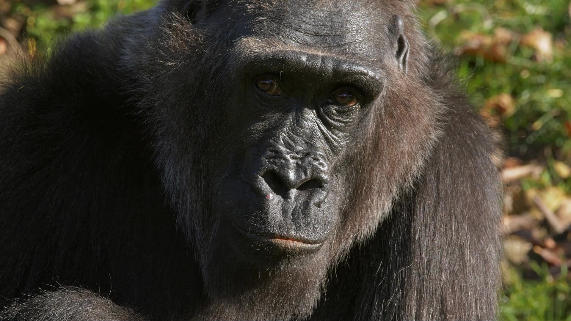 Rare gorilla expression looks surprisingly human up close