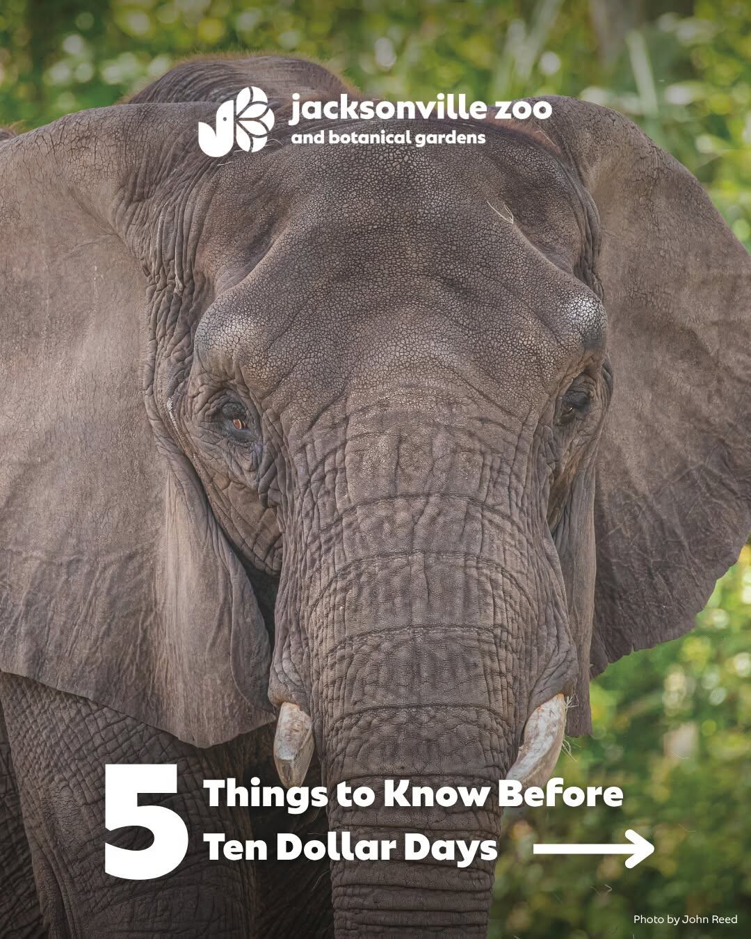 Jacksonville Zoo and Botanical Gardens offers summer tips for a cool visit
