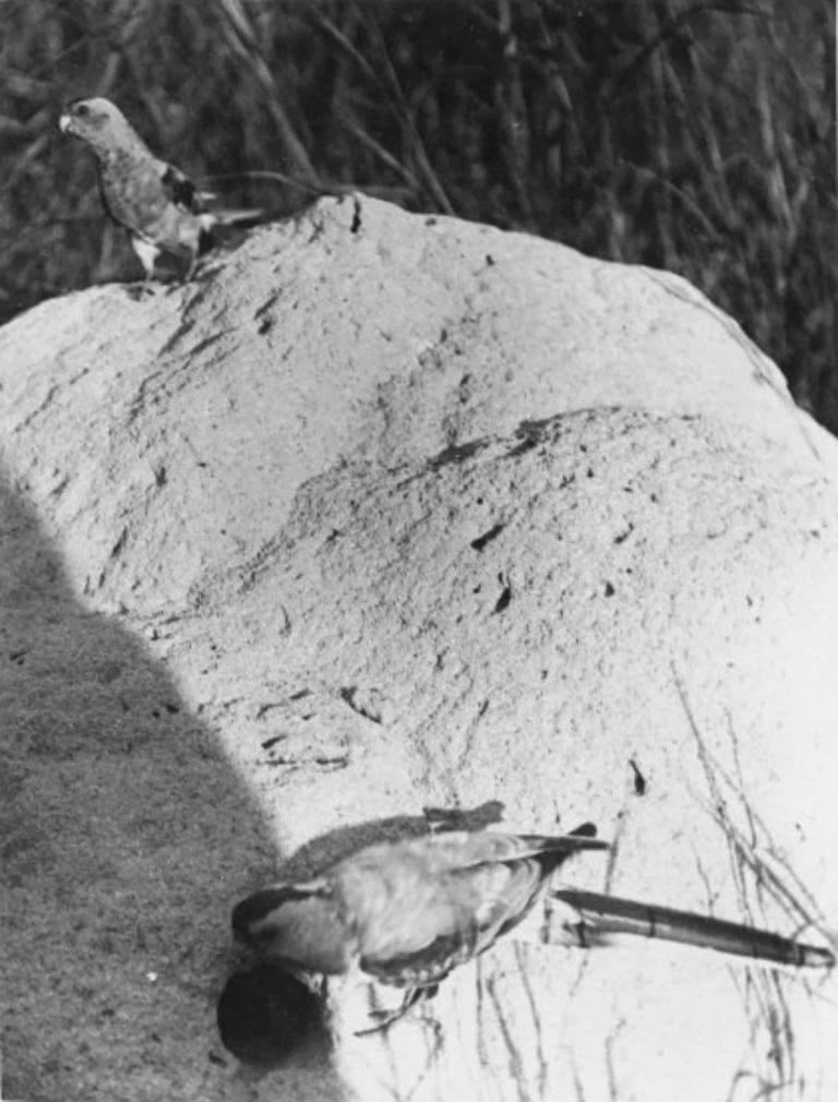 Australia had the world’s most beautiful parrot. Now it’s gone forever.