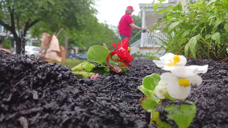 To budding gardeners, Syracuse 'masters' suggest starting small and ...