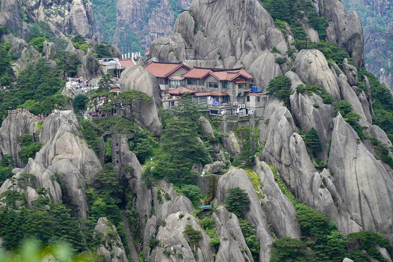 This 1,000-year-old pine tree’s protector fears changing weather patterns