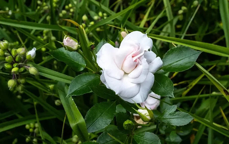 Roses made simple for blooming success