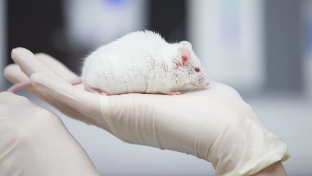 Mouse study finds epigenetic traits defy Mendel’s rules