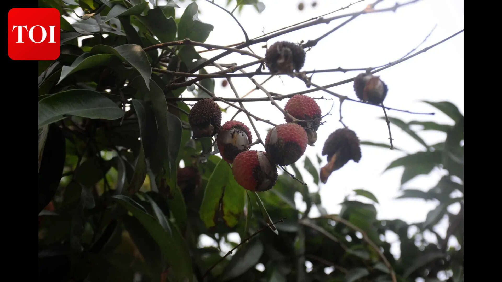 Bihar's famed Shahi litchi faces 70% crop loss due to climate change ...