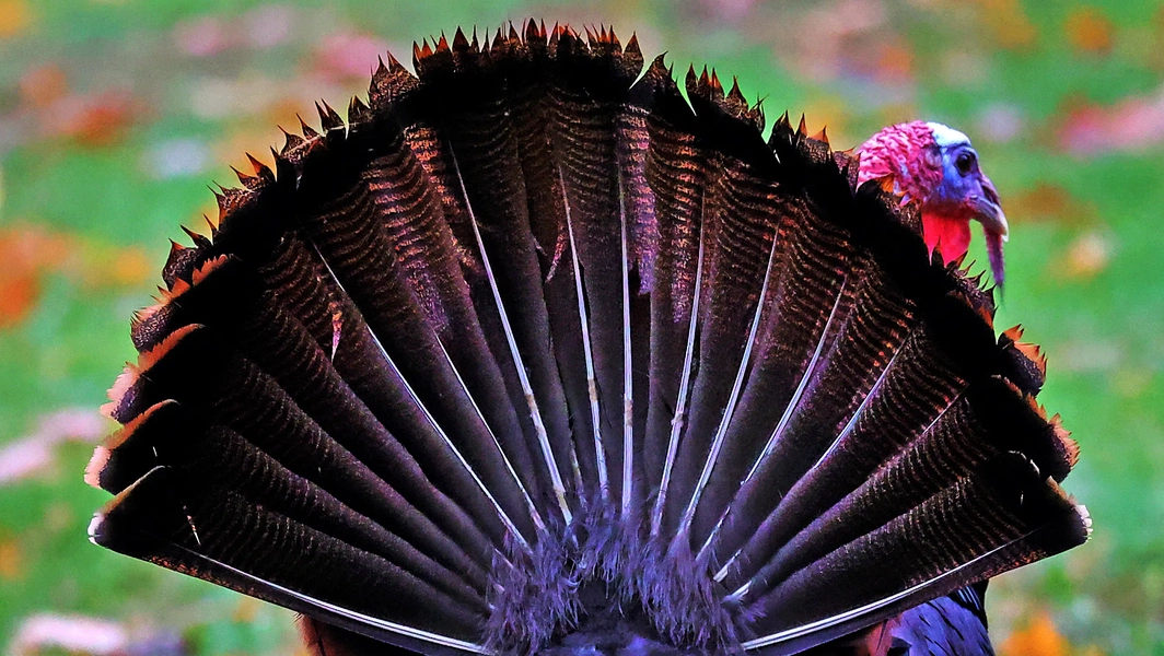 Feather duster helps orphaned turkeys recover in rehab center