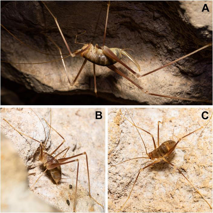 Scientists Discovered a Bizarre Insect Deep Inside a Greek Cave, and It ...