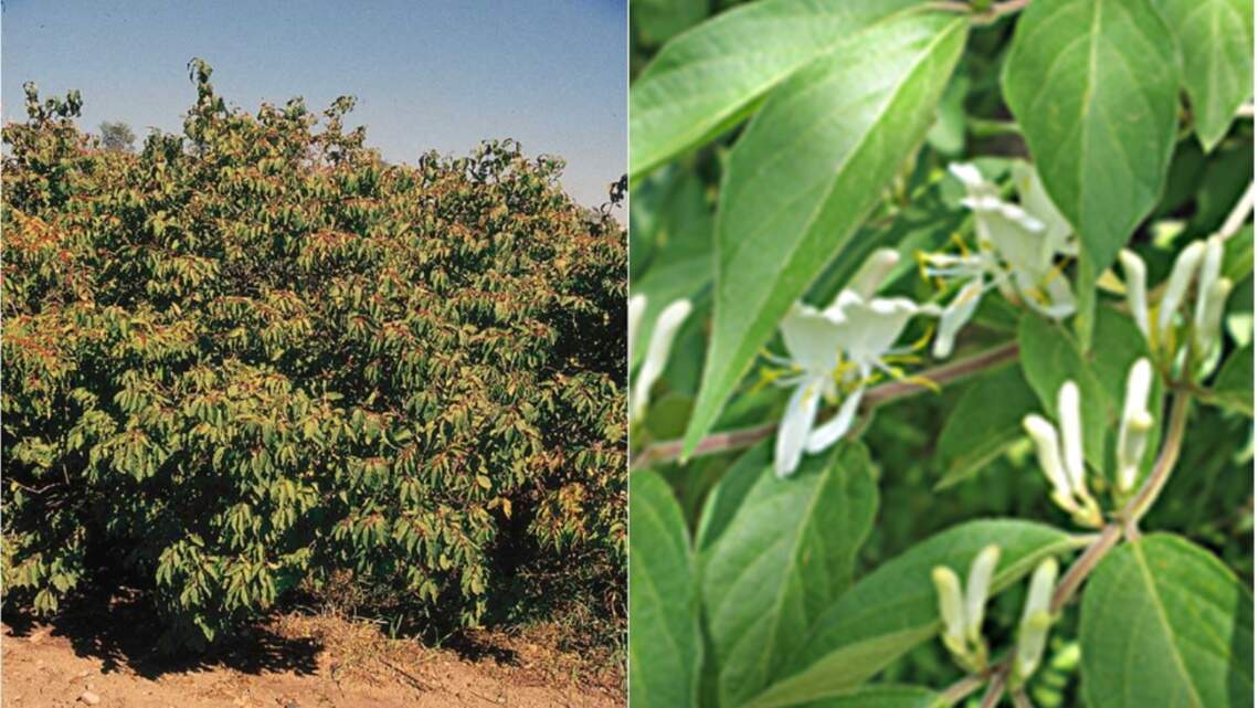 Amur honeysuckle is added to Kansas noxious weed list. Here's what that ...