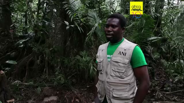 Nigeria: Rescued orphaned elephant highlights conservation fight