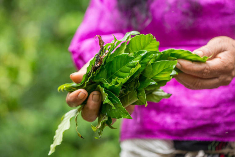 What it's really like to join an ayahuasca retreat alongside spiritual ...