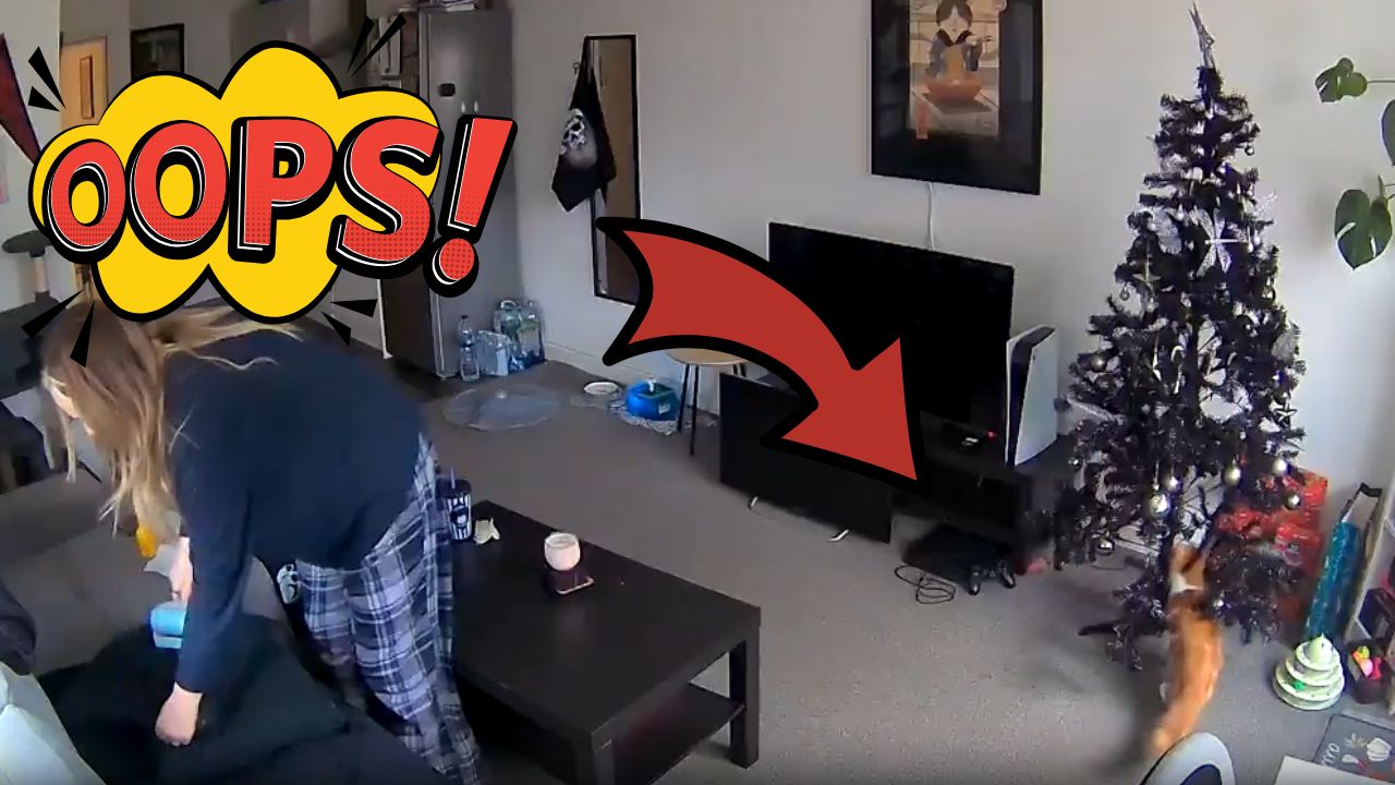 Cat pulls on Christmas tree and it falls over