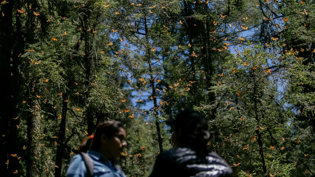 Monarch magic and the fight to save them