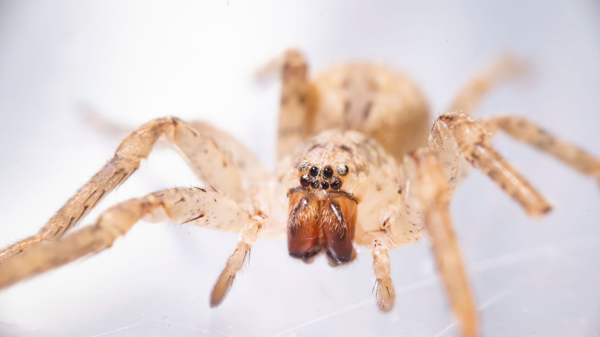 Invasive Nosferatu-Spinne breitet sich in ganz Deutschland aus