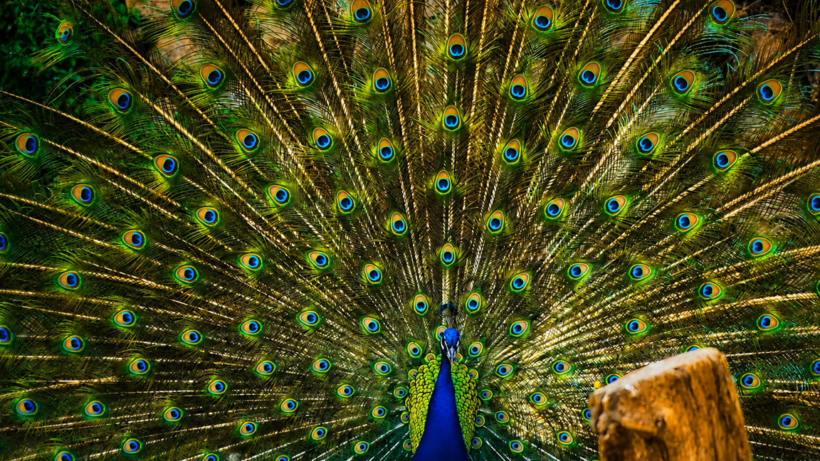 What makes peacocks reveal their feathers like this