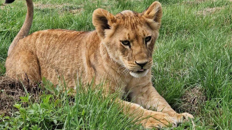 'Feisty' young lioness dies at Kent wildlife park